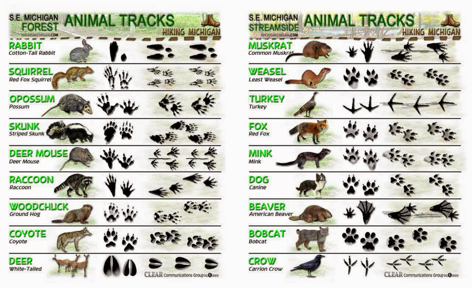 The Art Of Wildlife Tracking - The (mis)Adventures of a Homesteadin' Mama