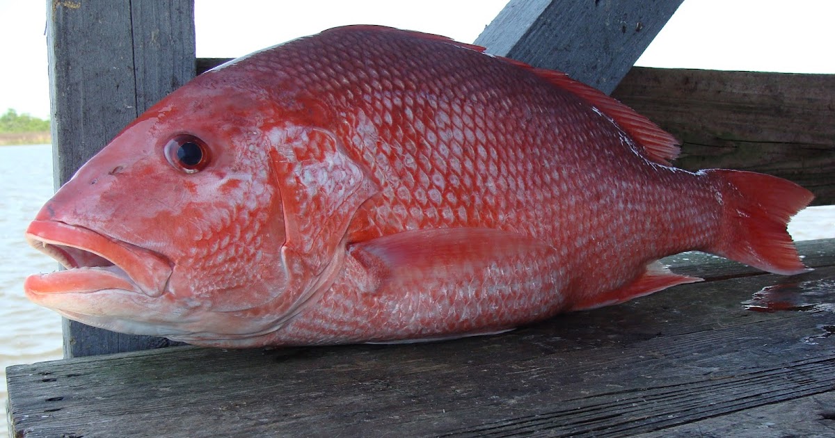 Conheça mais sobre o pargo, o peixe destaque do mês