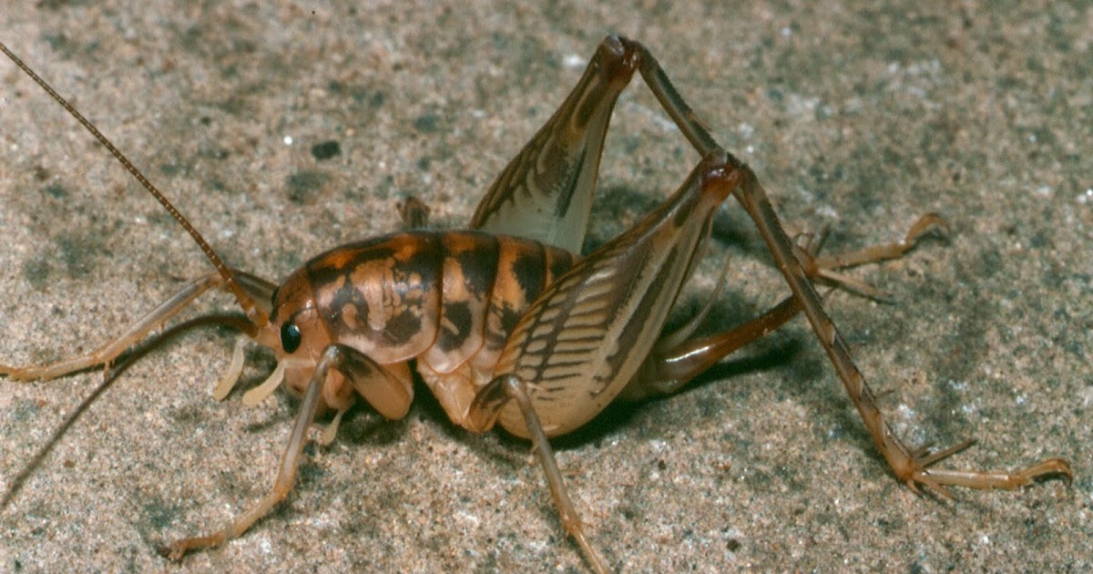 Variety of Life: Rhaphidophoridae