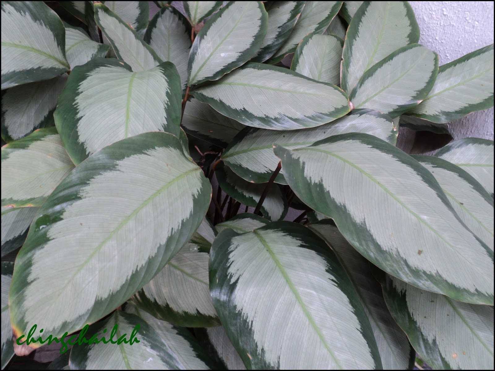 Simple Living In Nancy: GROWING SILVER VARIEGATED CALATHEA IN MY GARDEN.