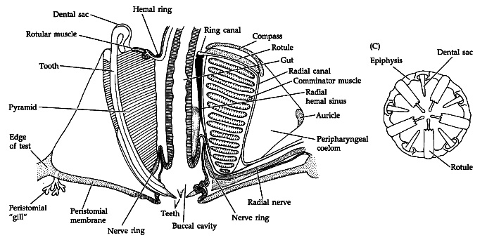 Pamacca: Bulu Babi Diadema setosum
