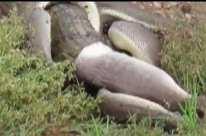 Photos show how a Python incredibly overpowered and killed a four ...