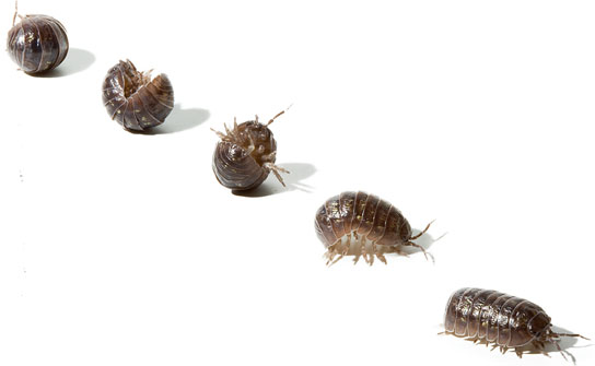 Mil recursos: EL BICHO BOLA