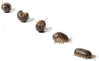 Mil recursos: mayo 2012