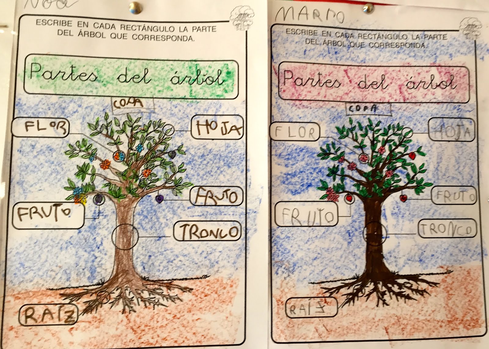 ELMER Y COMPAÑÍA: Los árboles. Sus partes (III)