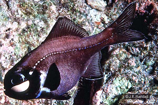 FLASHLIGHT FISH photos - wallpapers | the fun bank