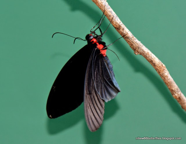 The Forested Path (and Beyond): BUTTERFLIES of RAUB: The Malayan ...