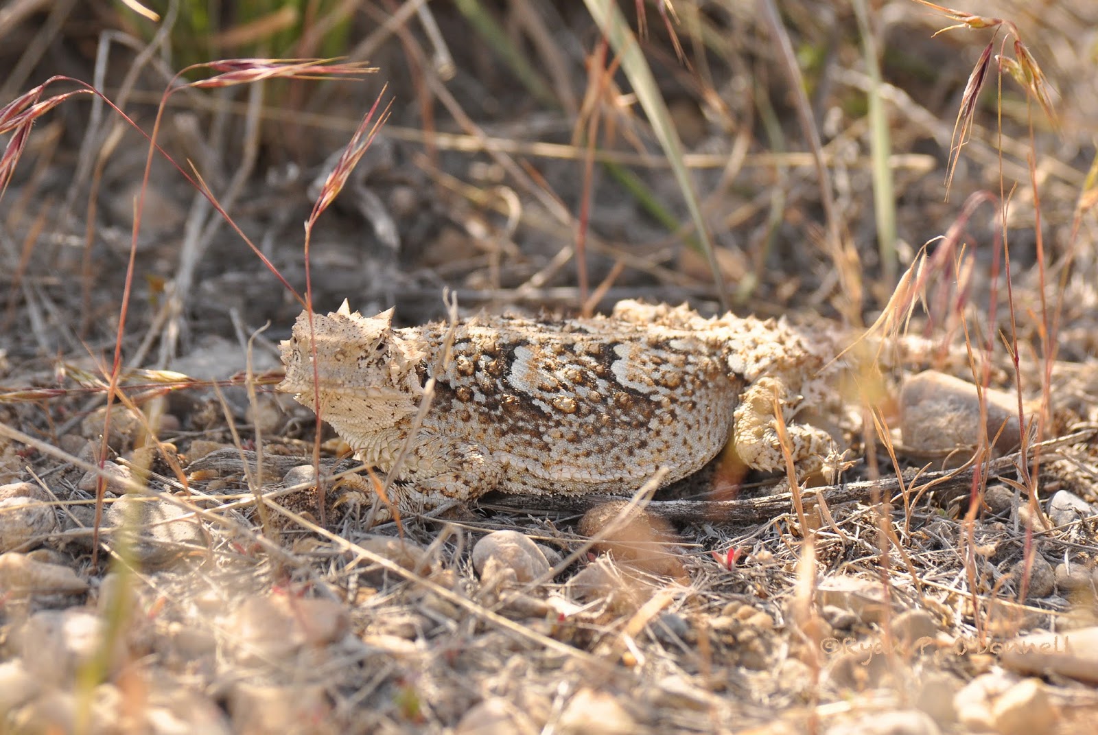 200 Birds: Utah's West Desert Migrant Traps