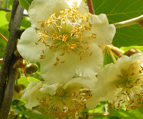 NONI NATURALEZA: kiwi