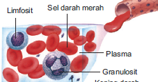 Bagian-Bagian Sel Darah dan Fungsinya Terlengkap - Artikel Materi ...