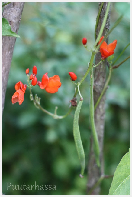 Puutarhassa: Ruusupapu