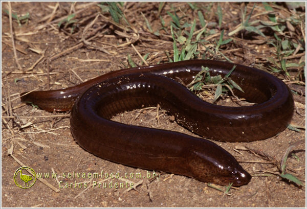 COISAS DE CAIÇARA: AINDA HÁ TEMPO!