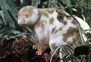 Kuskus Beruang SULAWESI. KHAS (SULAWESI, INDONESIA.) ~ hewan-hewan