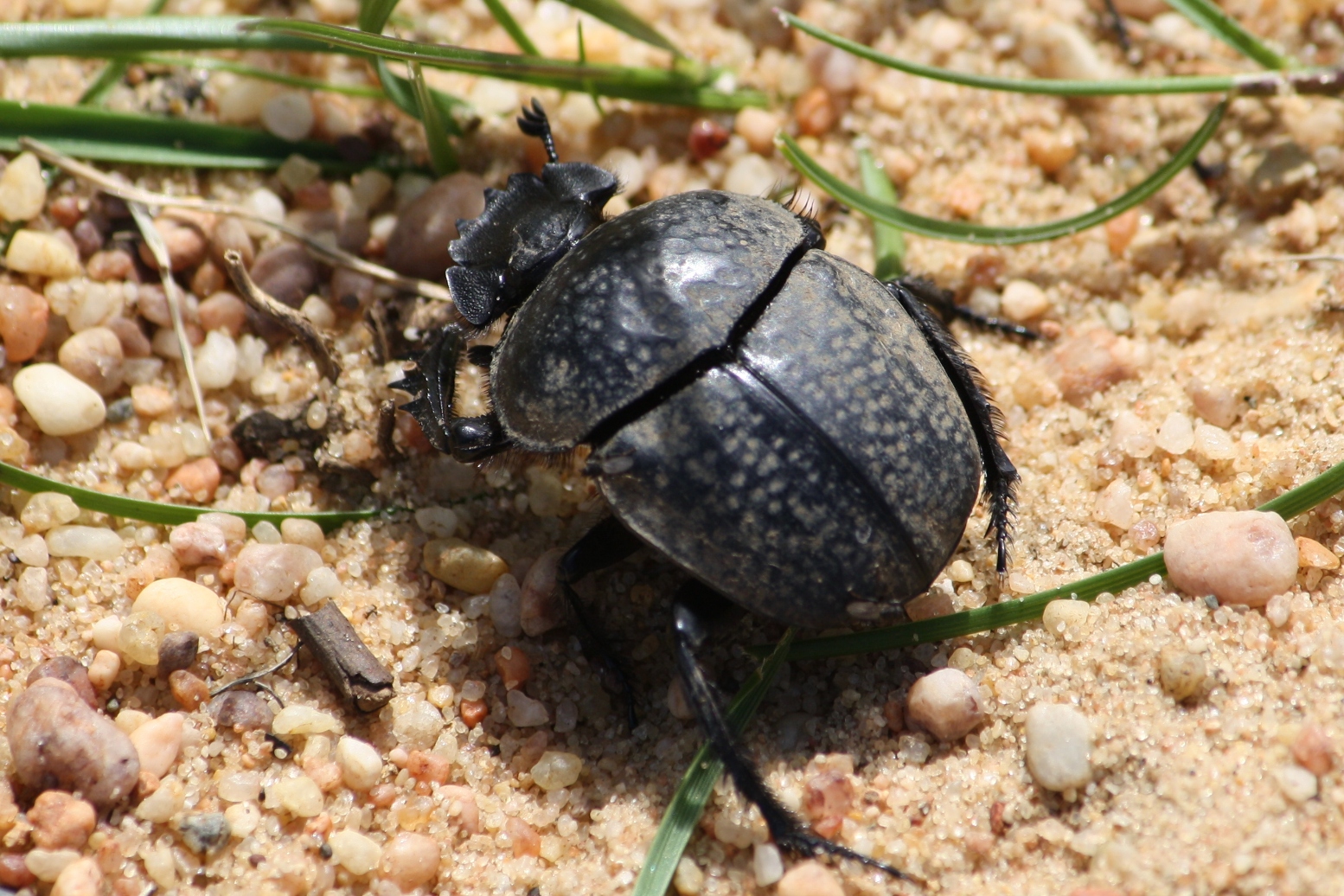 Educação Ambiental n'A ROCHA: Insetos- Coleópteros II