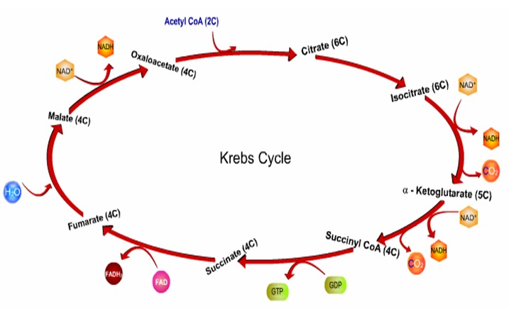 BIOLOGY FORM 6: Aerobic Respiration - Krebs cycle