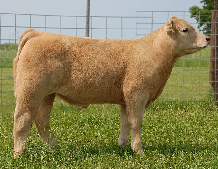 From Phil Halbach - Matt Lautner Cattle