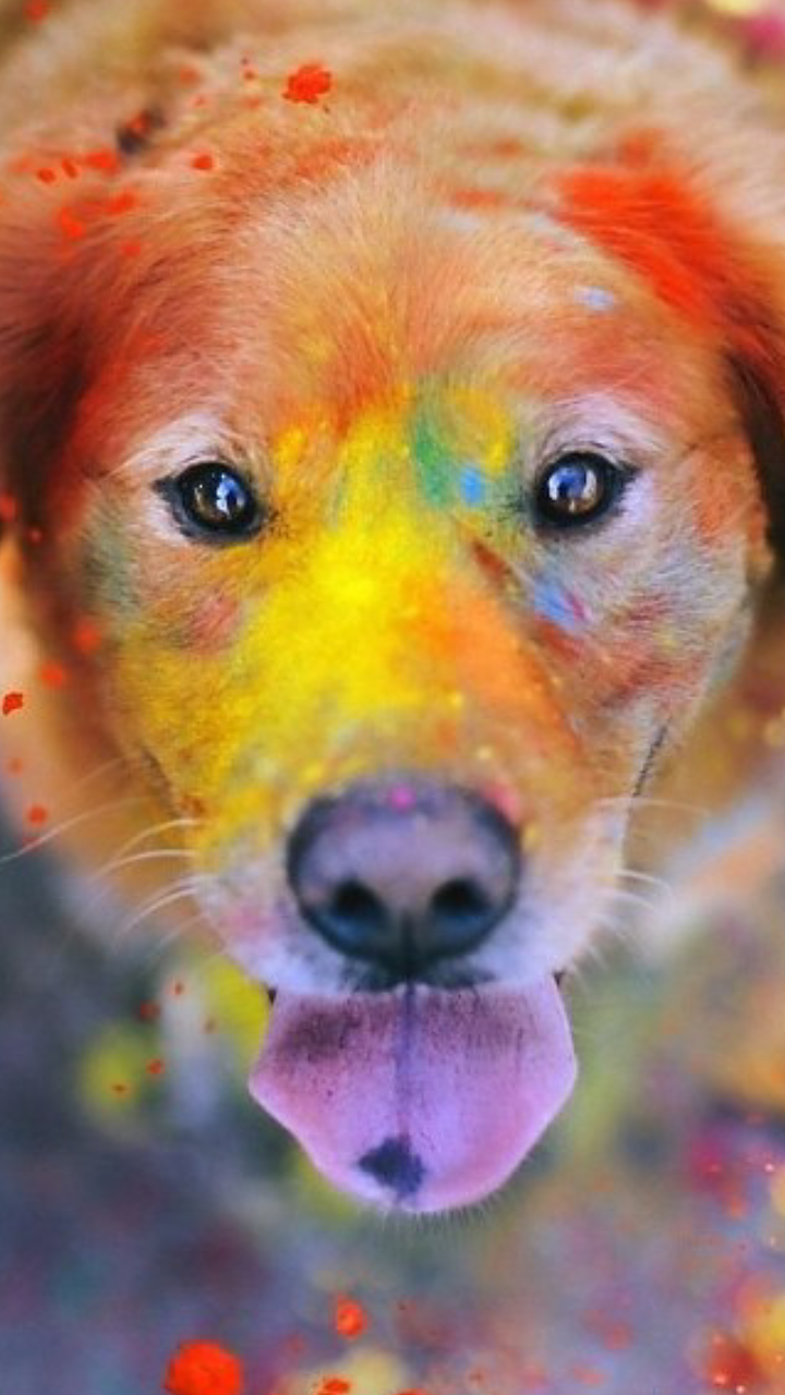 Fondo de pantalla: Perro de colores 🐶