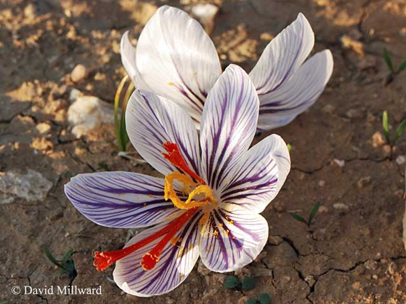 The Country Of Crocuses: Crocus moabiticus