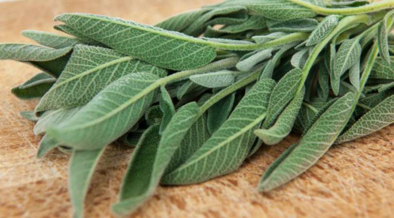 Lebução de Valpaços: A salva é uma das mais espantosas plantas ...