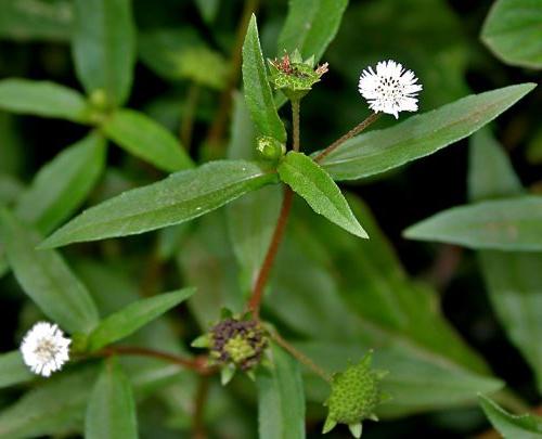 Bhringaraja- Tonic for Hair and other benefits - Home Remedies ...