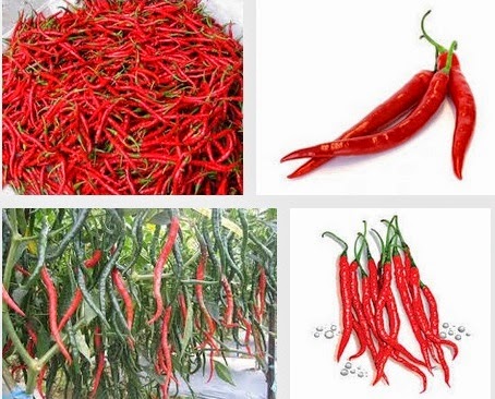 Griya Hidroponikku: MACAM MACAM CABE