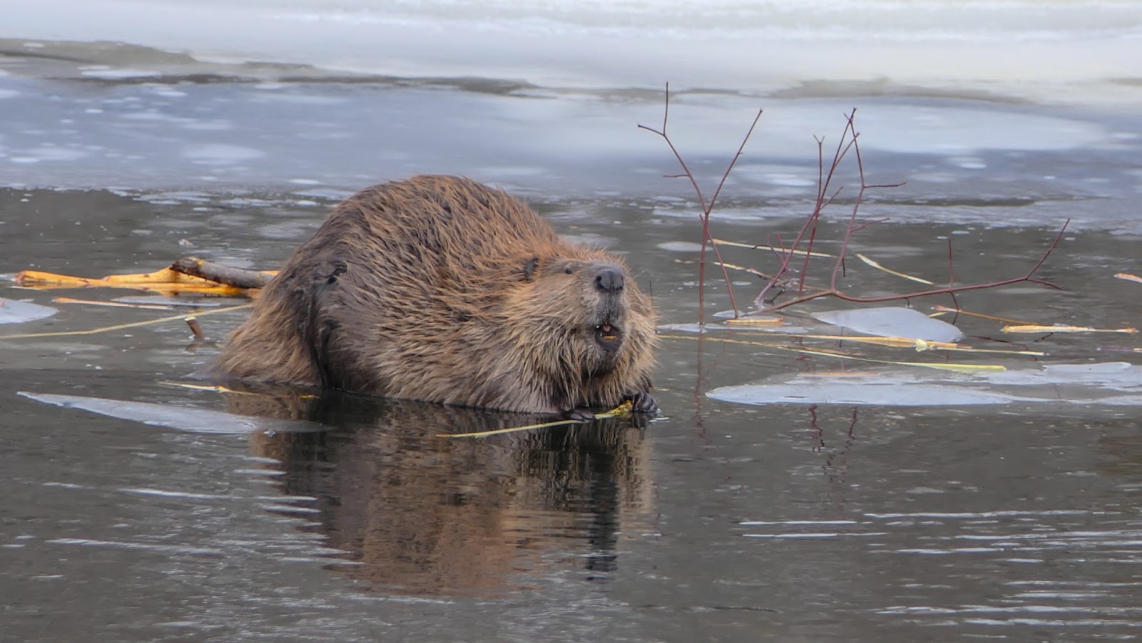Gale's Photo and Birding Blog: North American Beaver