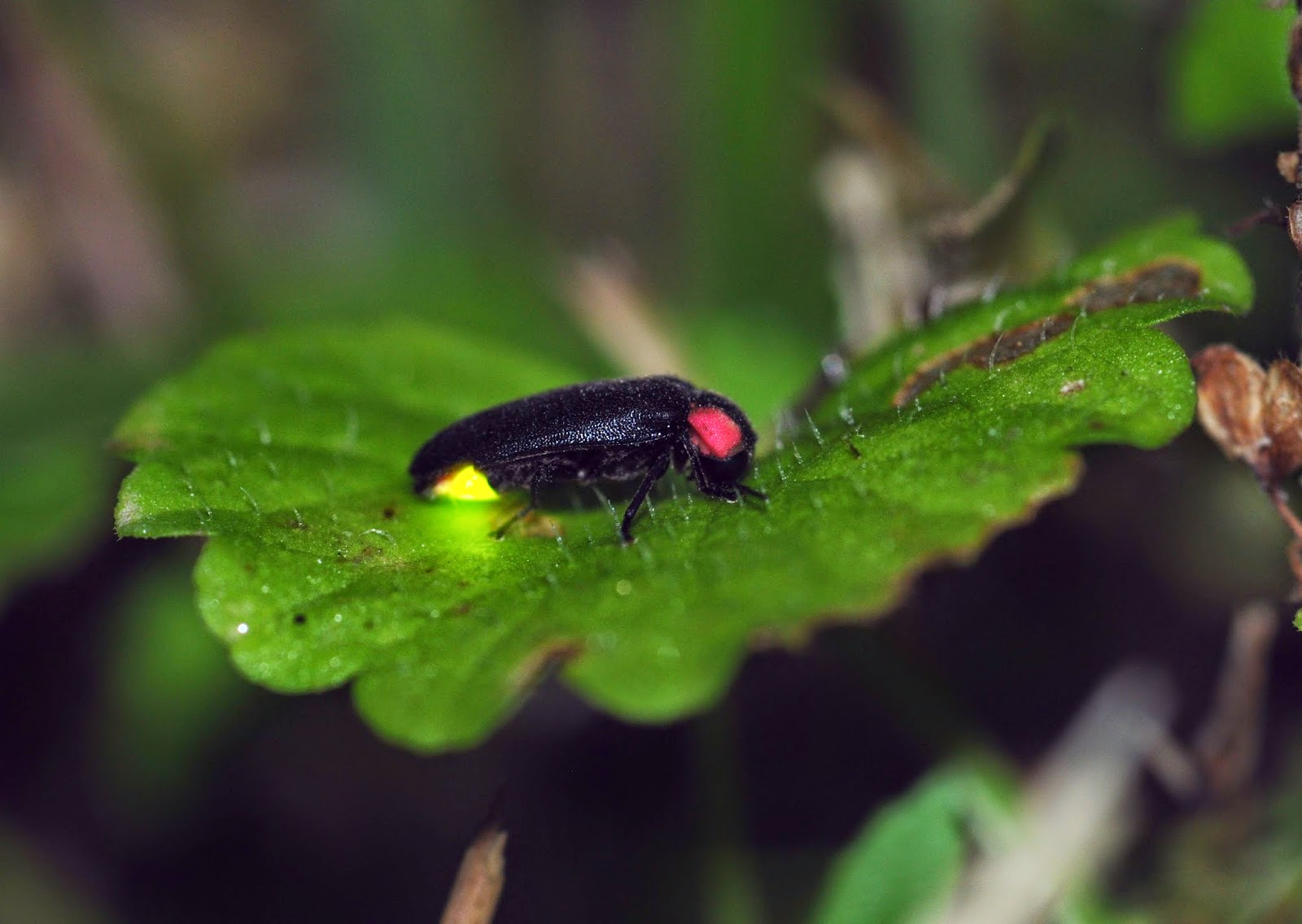 Doctors With Reiki: June Bugs and Fireflies!