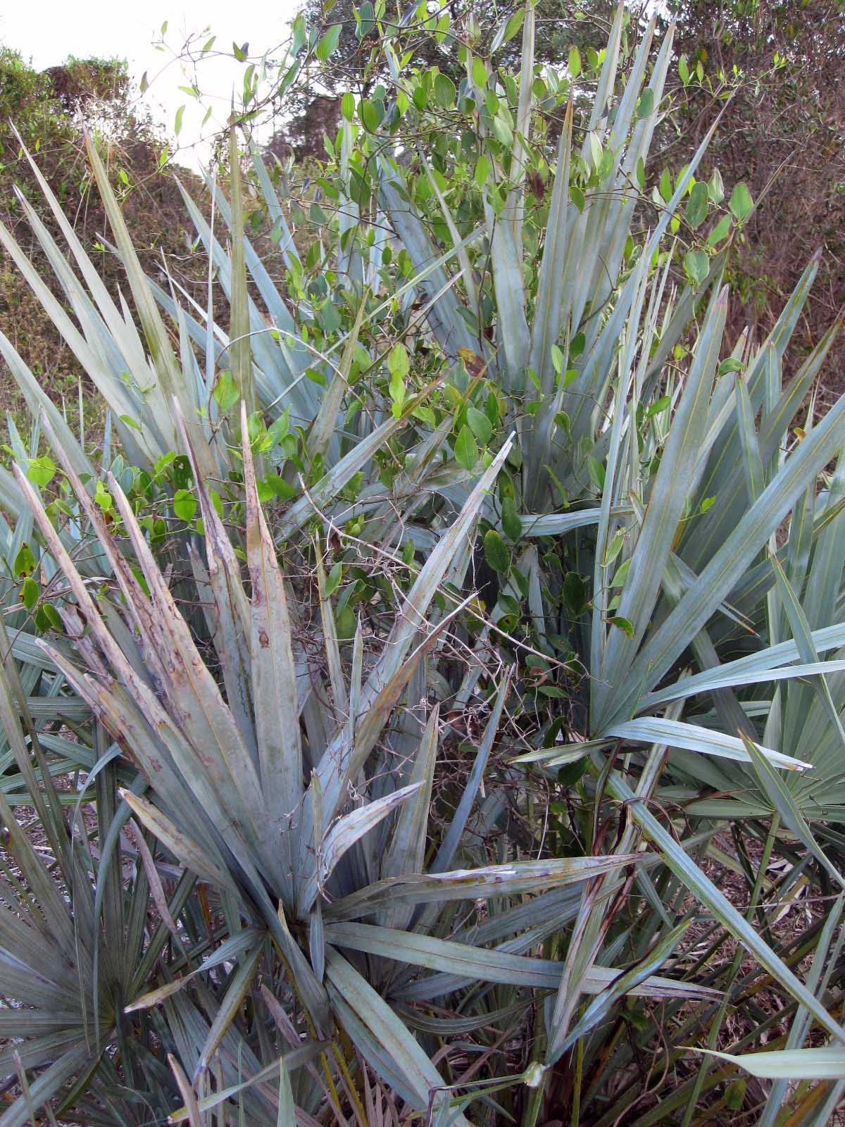 Gardening South Florida Style: Native Florida Sand Pine Scrub Land