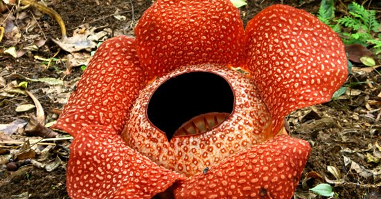 Kamek Miak Sarawak: Bunga Pakma Berkembang sehingga Jumaat Di Gunung Gading