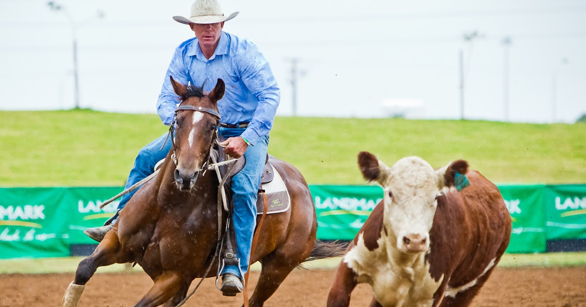 The eventers have a go at cow chasing