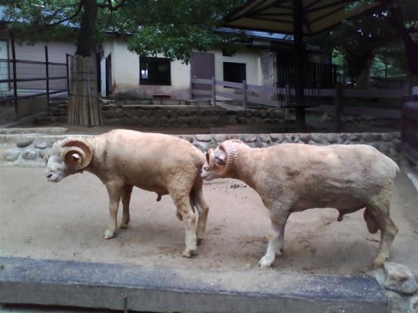 『ムカデ人間』 最新情報: 【夏休み特別企画】“ハイター博士のムカデ大賞”開催決定！！