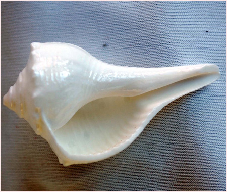 srie connections: Natural Qualities Of Conch Shells