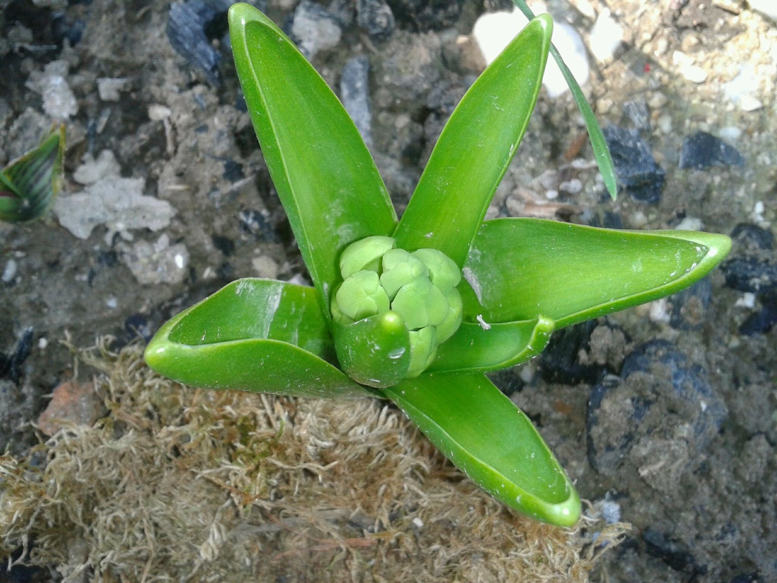 MAREC 2016: Okrasne rastline