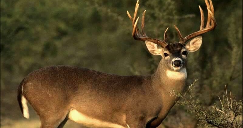 The American Cowboy Chronicles: California Deer Population Decline ...