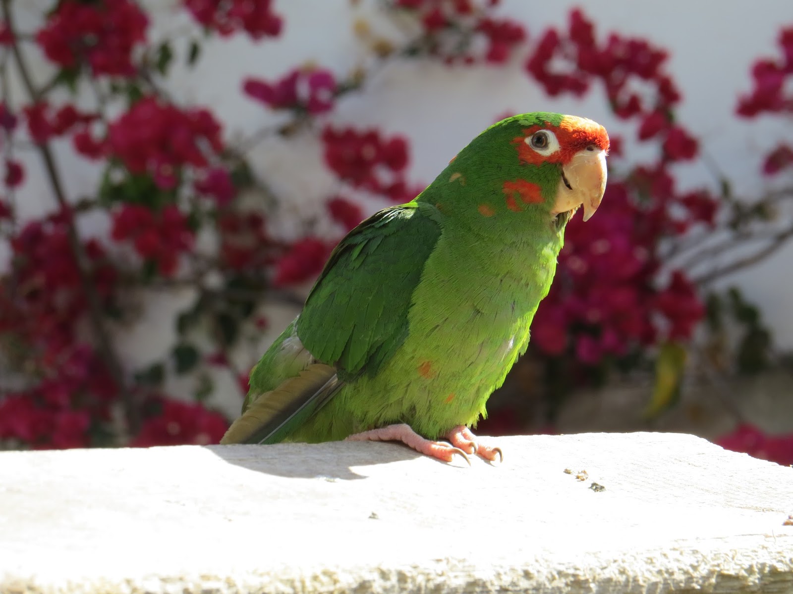 FOTOS DE AMERICA LATINA: Perico - Cusco - Perú