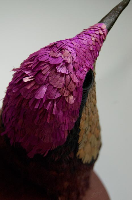 José Suris The Fourth: Fiery Topaz Hummingbird