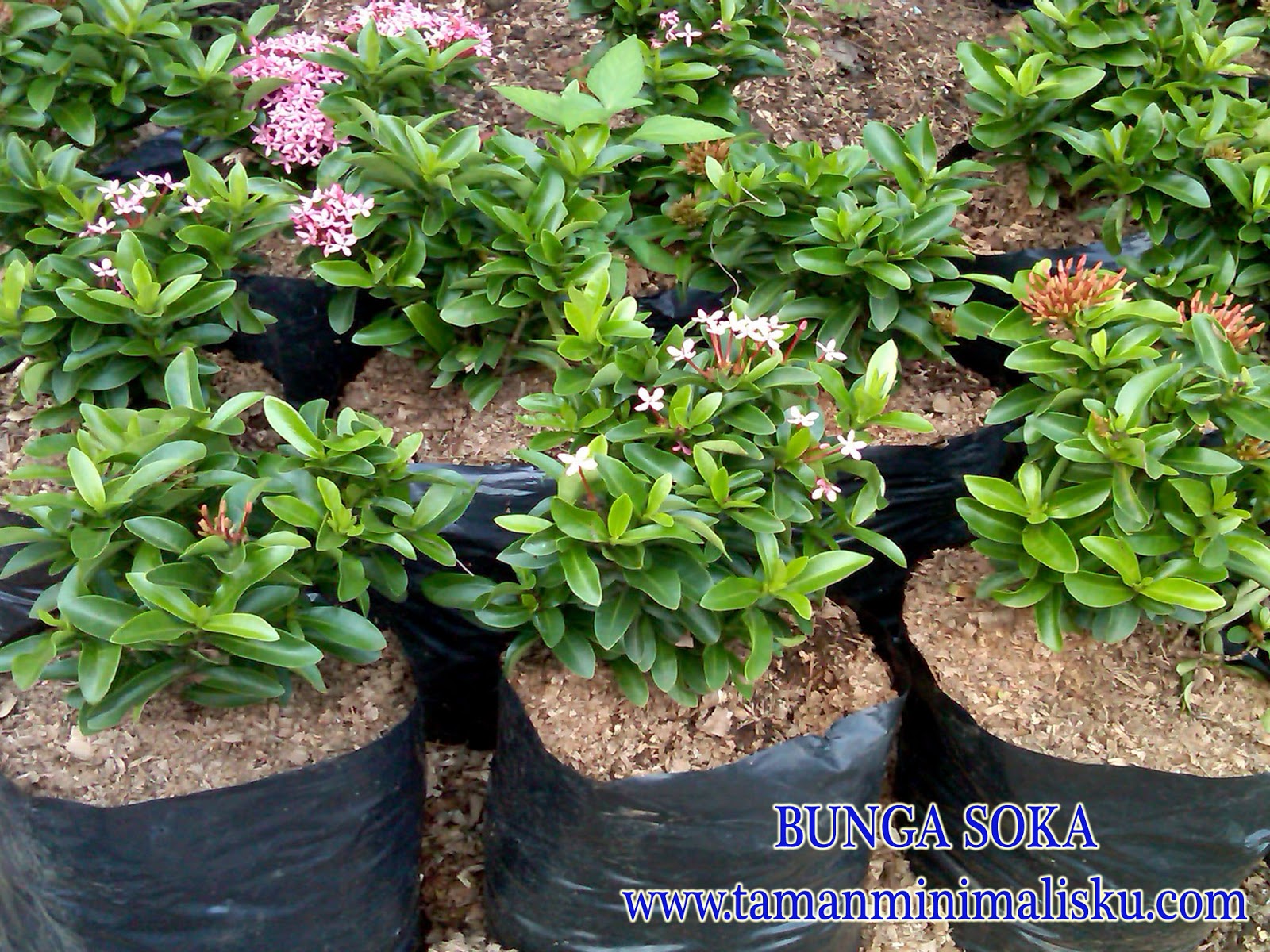 8 JENIS TANAMAN BERBUNGA YANG TAHAN PANAS - TANAMAN HIAS BOGOR | JUAL ...