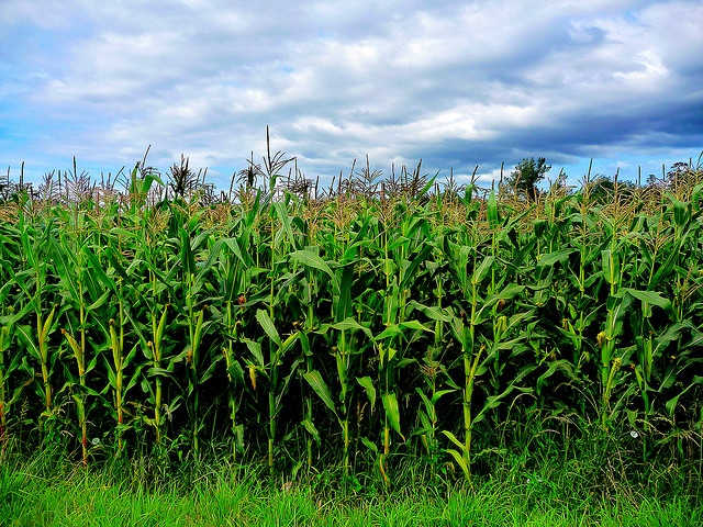 Xeitosiños: Mazarico (cancion juego)