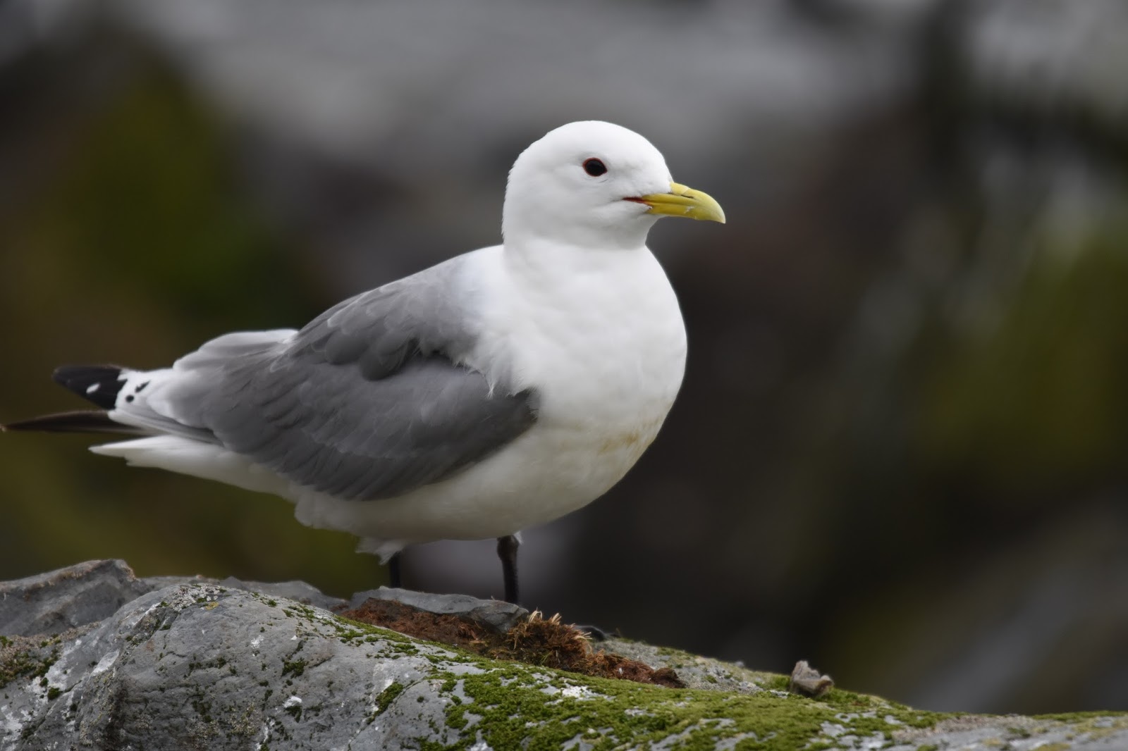 Villen luontohavainnot: Retki Varanginvuonolle (Oppi fjellet!)