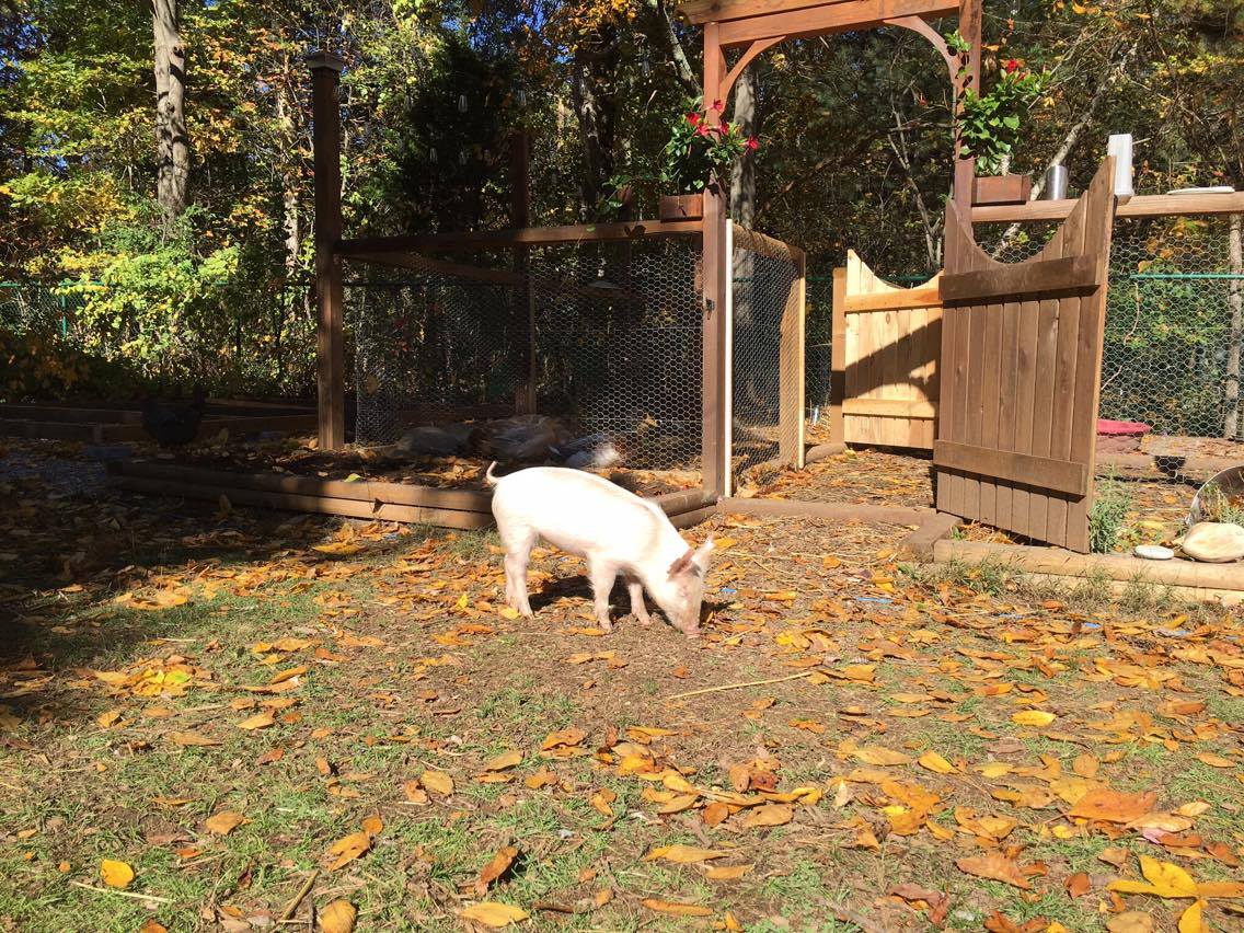 Dispatch from the Digital Health Frontier: December 2016