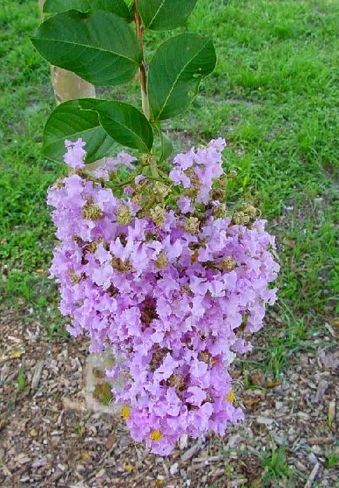 Reforestation and the Medicinal Uses of Trees -Liliana Usvat Research ...