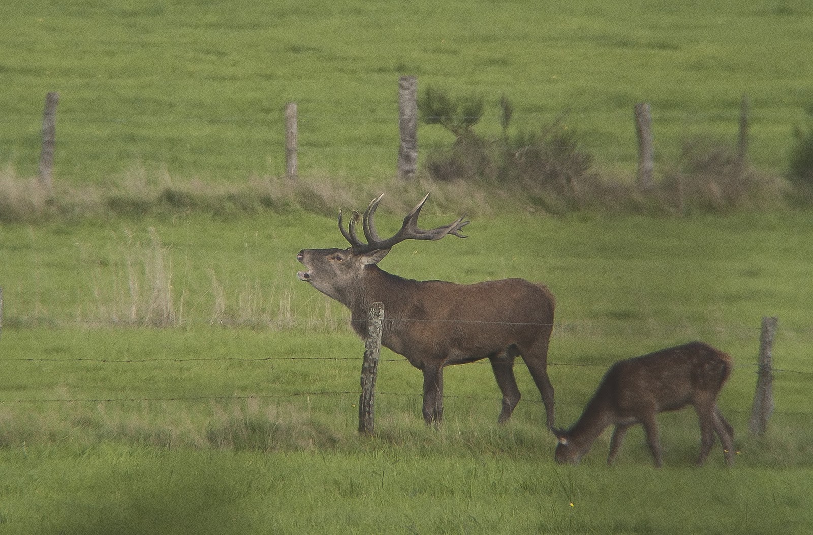 Natuur in Beeld: Digiscoop foto`s van de Edelherten bronst in de Ardennen
