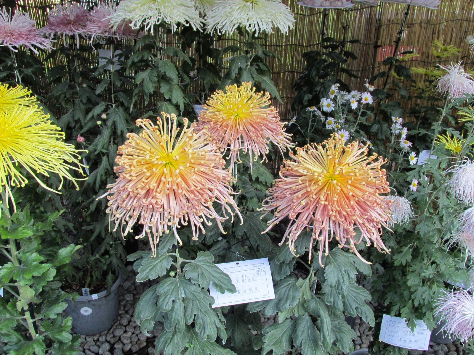 The Travelling Bee: Kiku Matsuri – Japanese Chrysanthemum Flower Festival