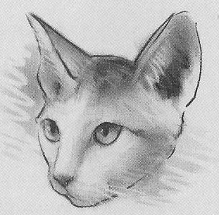 Cooinda Cat Resort - Kitty Kapers: Cat Geometry and Personality