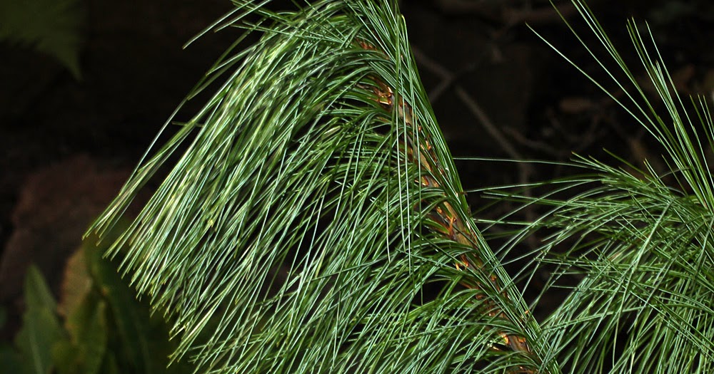 Pinus bhutanica - Bhutan white pine care and cultivation | Travaldo's blog
