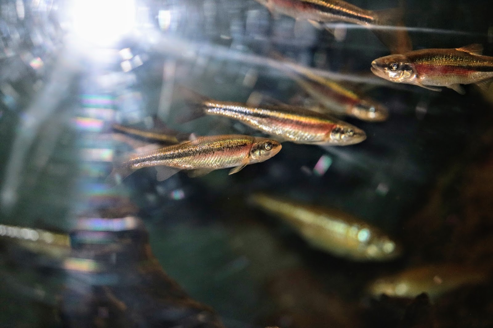 FishPics At The Akrons Zoo