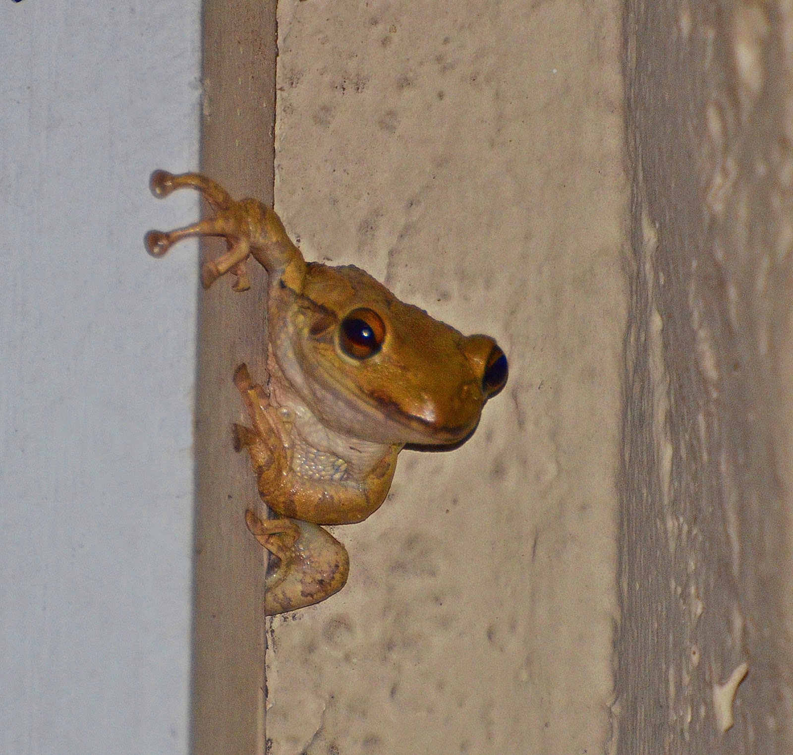 Dina's City Wildlife Adventures: Duck, Duck, Frog