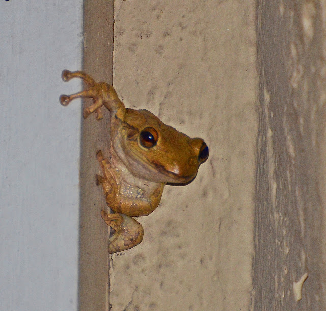 Dina's City Wildlife Adventures: Duck, Duck, Frog