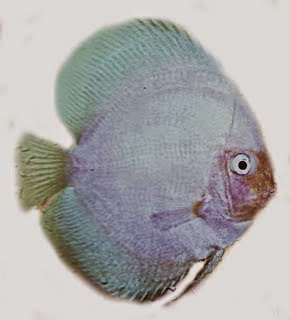 Mengenal Jenis-Jenis Ikan Discus - Ikan Hias Air Tawar