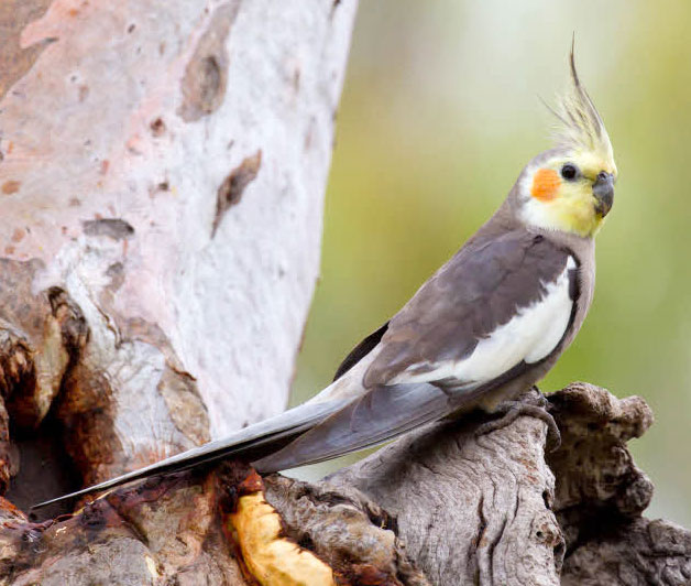 Peta - A calopsita !: Fotos - Calopsita Silvestre